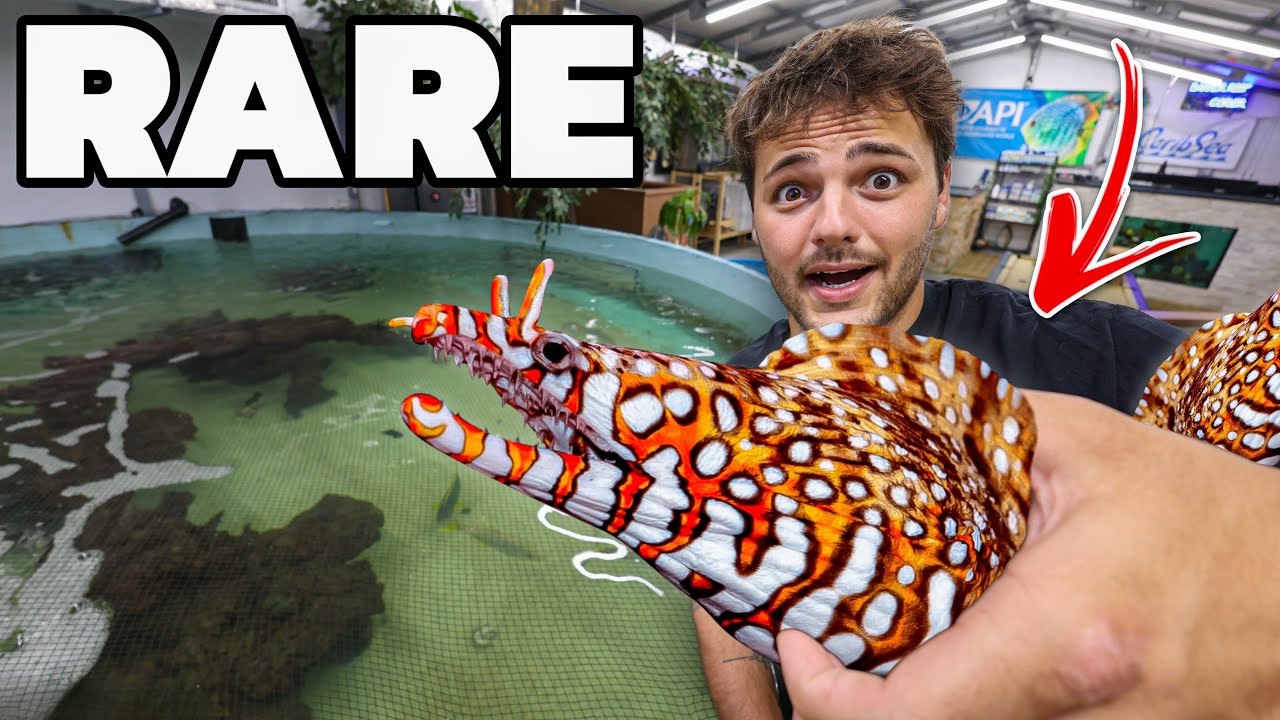 I Bought a SUPER RARE EEL for My SHARK POND!!
