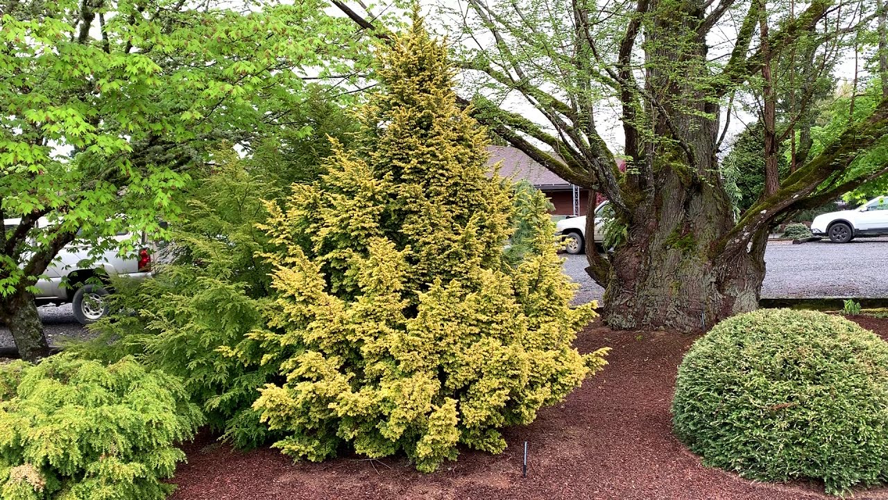 Tsuga canadensis 'Aurea Compacta' Dwarf Golden Canadian Hemlock April 23, 2020