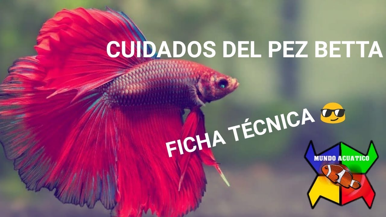 Cuidados del pez Betta/ Mundo Acuático