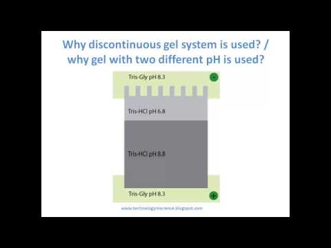SDS PAGE Principle and the Use of Discontinuous buffer system