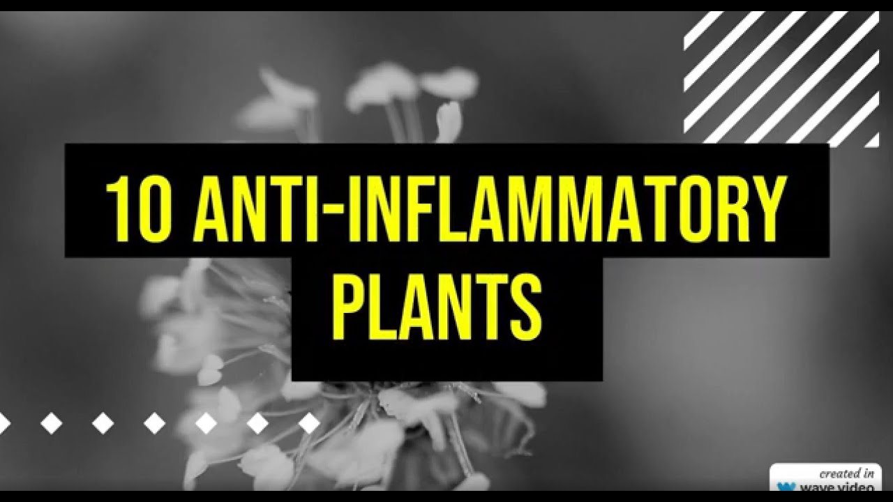 Top 10 anti-inflammatory plants! Must watch!