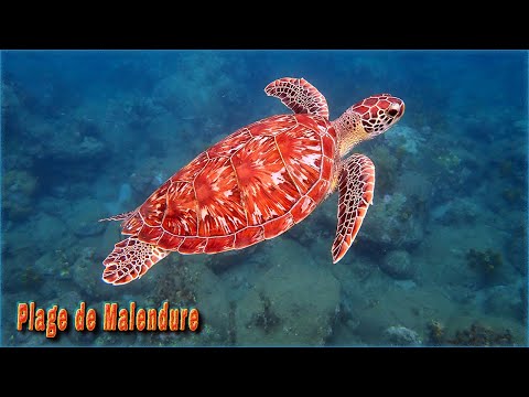 Plage de Malendure, "réserve Cousteau", là où le ciel se confond avec l'océan. #malendure