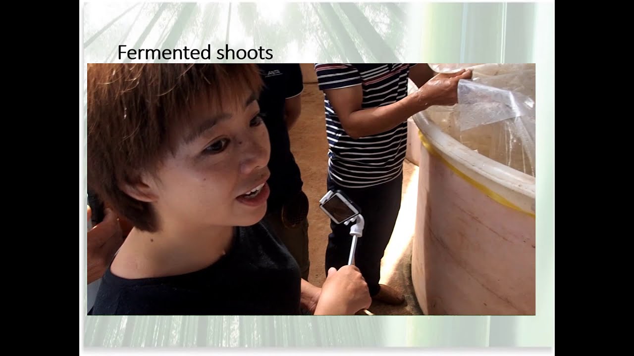 Understanding Bamboo shoots and culms