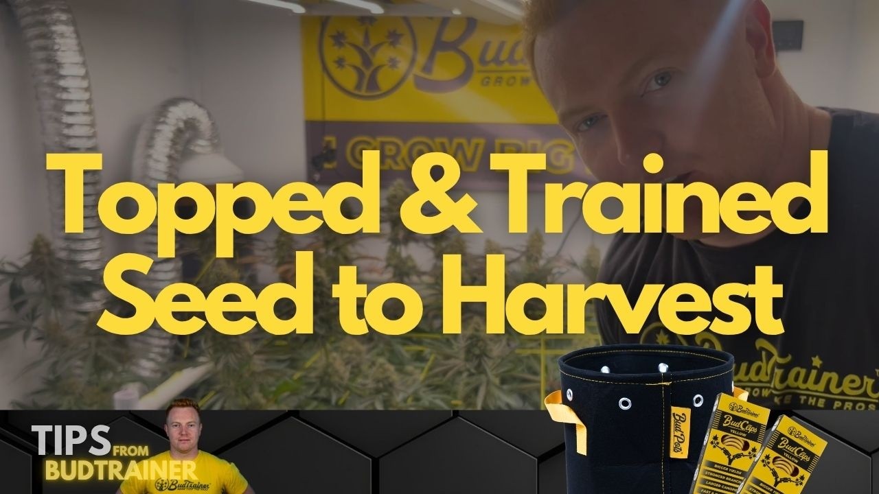 Topped & Trained Seed to Harvest (LST Plant Training Guide)
