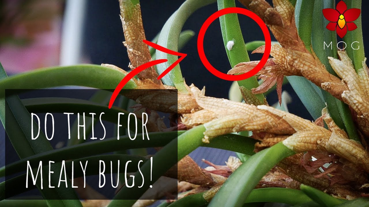 How I treat mealybugs on my Orchids! 👩🏻‍⚕️