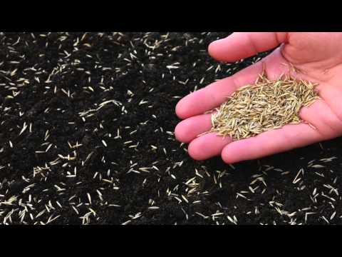 Overseeding - Nutri-Lawn