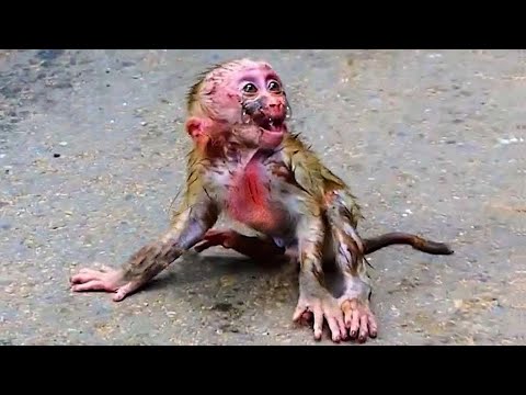 Primate monkey.../Please loves cute baby.../Terrific life baby monkey.../Nice clip.../Netflix 168