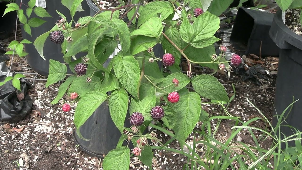 Mutant Thornless Black Raspberry Lateral