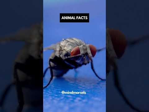 The lifespan of housefly is only...