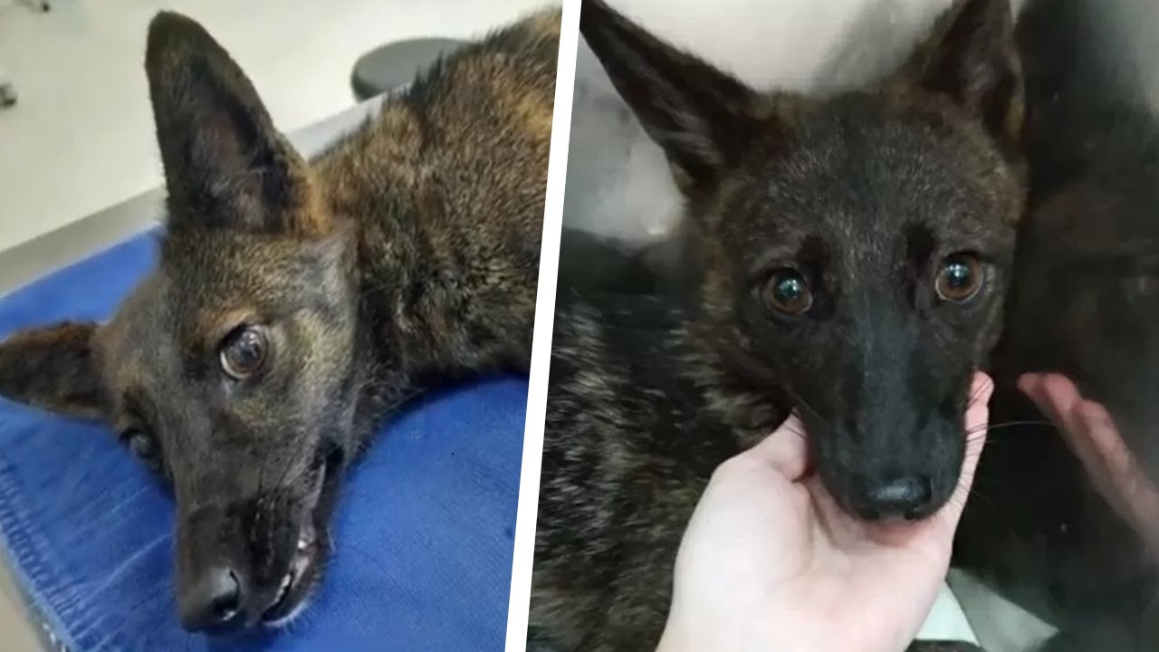 Meet Dogxim, the first confirmed dog fox hybrid!