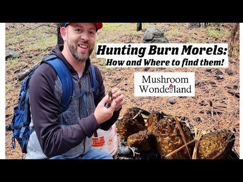 Hunting Burn Morels- How and where to find them.
