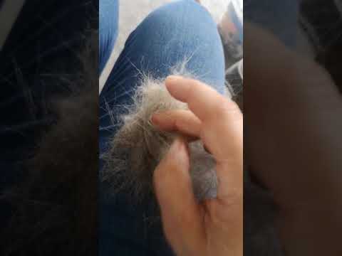 Sleekez deshedding grooming tool brush for cats