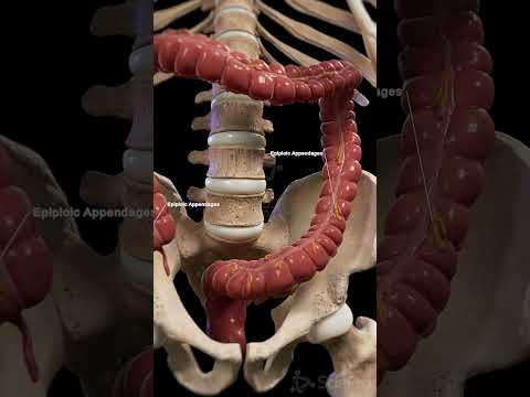 Epiploic Appendages: Small but Significant #anatomy