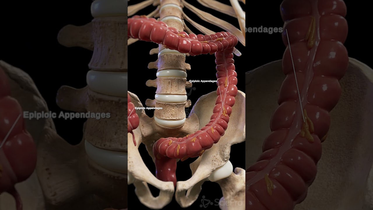 Epiploic Appendages: Small but Significant  #anatomy