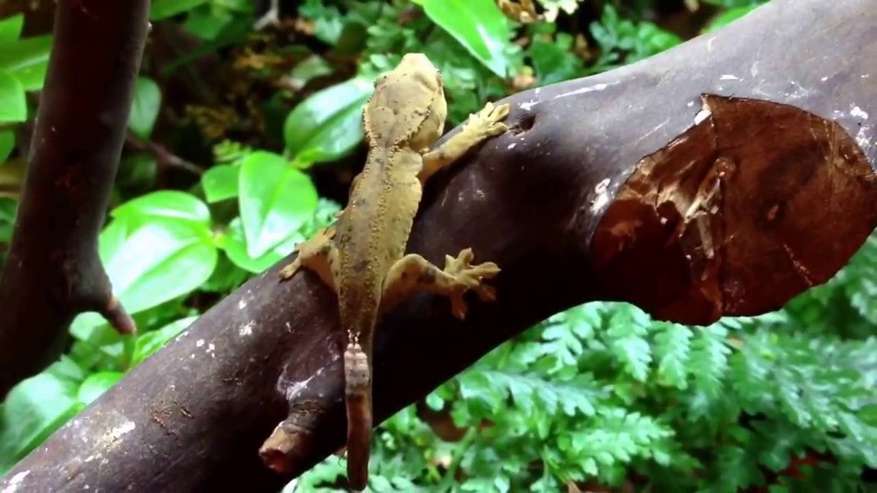 Parthenogenesis in our Crested Gecko