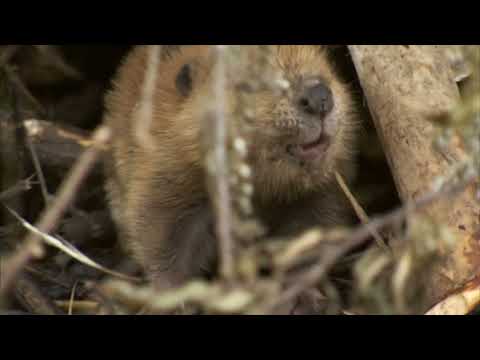 It's All Connected: Beavers and Oysters
