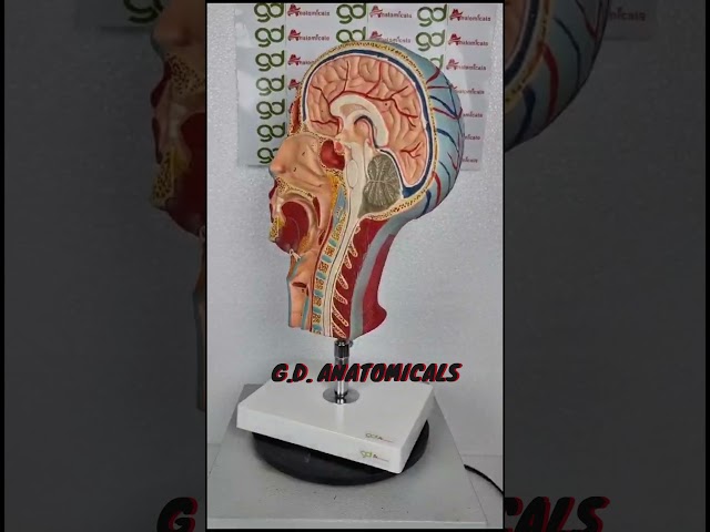 Human Anatomy Models - IV Arm Practice Mannequin Arm Injection Training ...