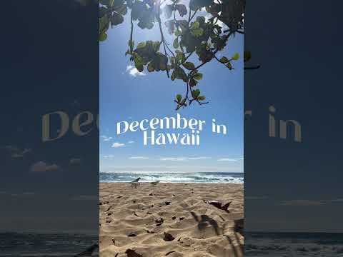 December in Hawaii 🎄🌴 | Christmas & Holidays in Paradise