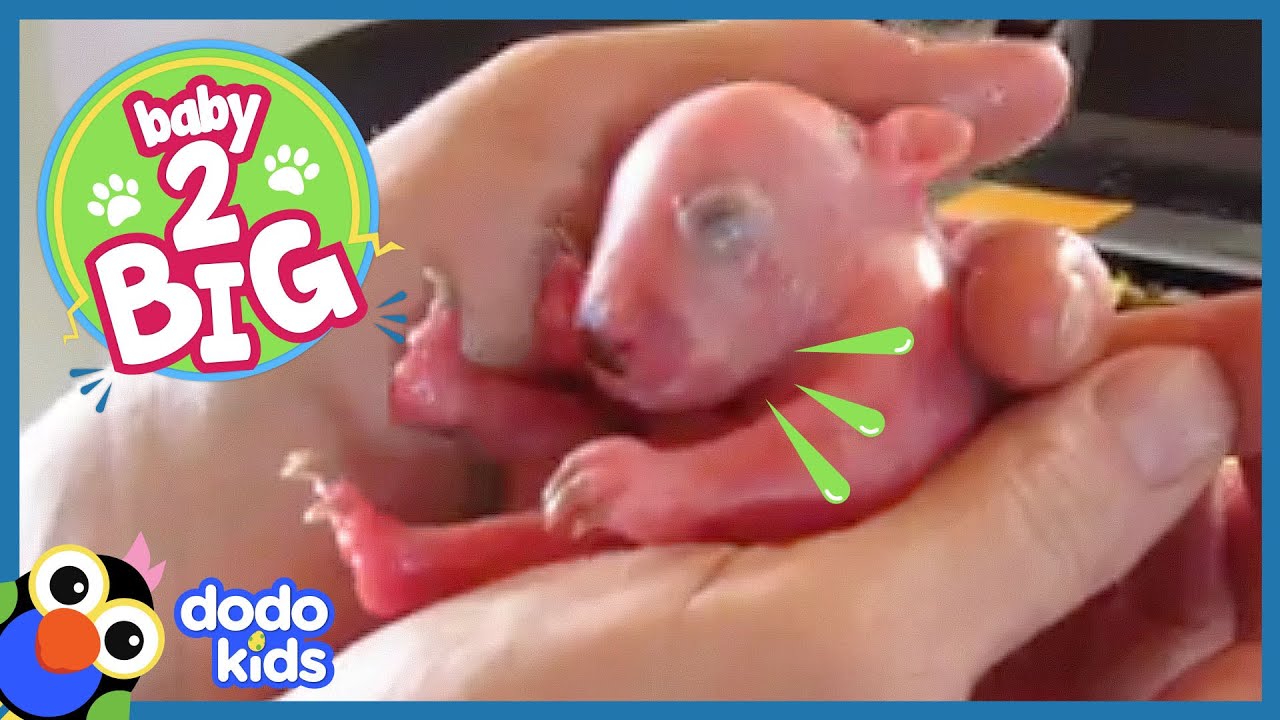 Baby Wombat Needs Oil Massages Every Day! | Baby 2 Big | Dodo Kids