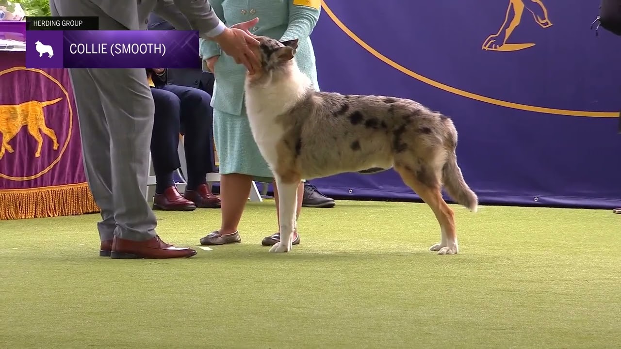 Collies (Smooth) | Breed Judging 2024