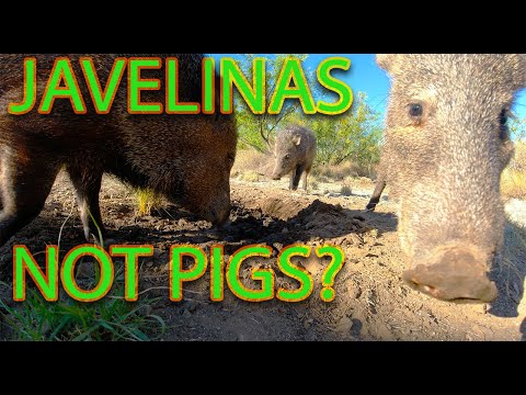 Are Javelinas dangerous? See if these animals are dangerous or not.
