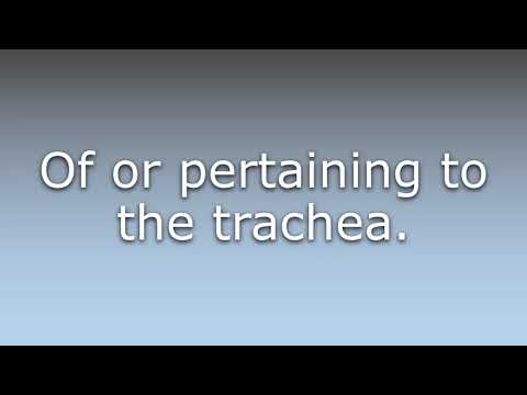 What does Tracheal mean?
