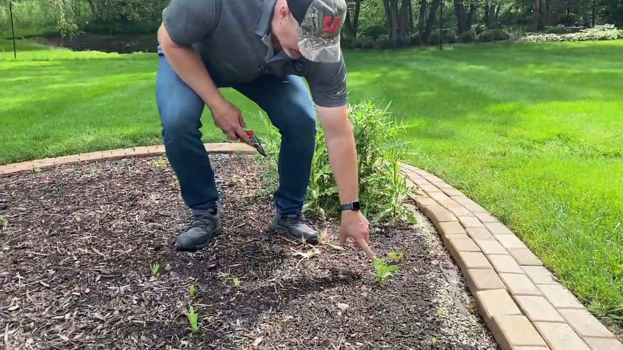 Thistle Removal - Do's and Don't's