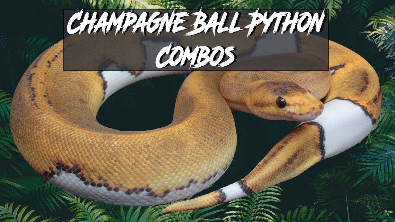 Champagne Ball Python Morph Combos | Jack's Reptiles