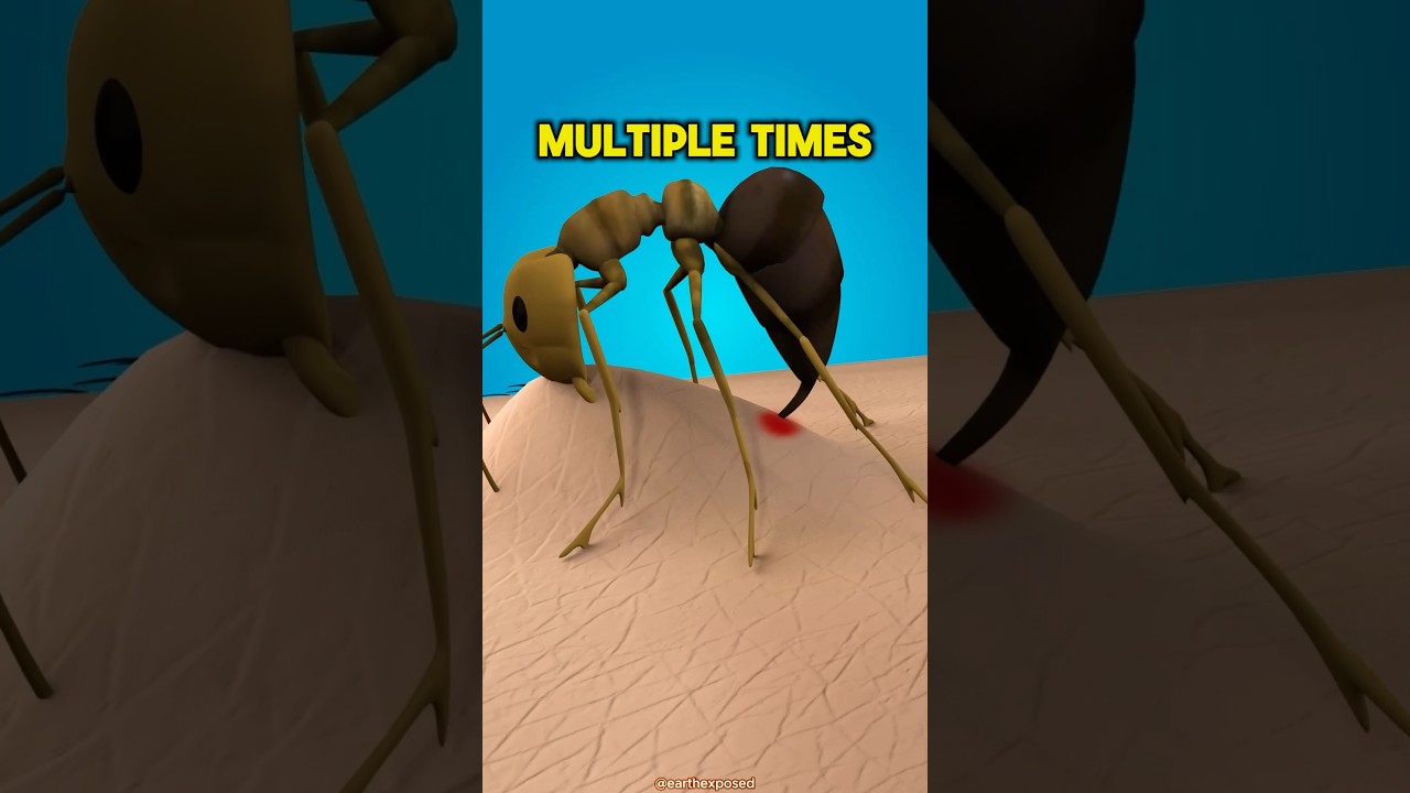 Stay AWAY From Fire Ants 😨 #viral