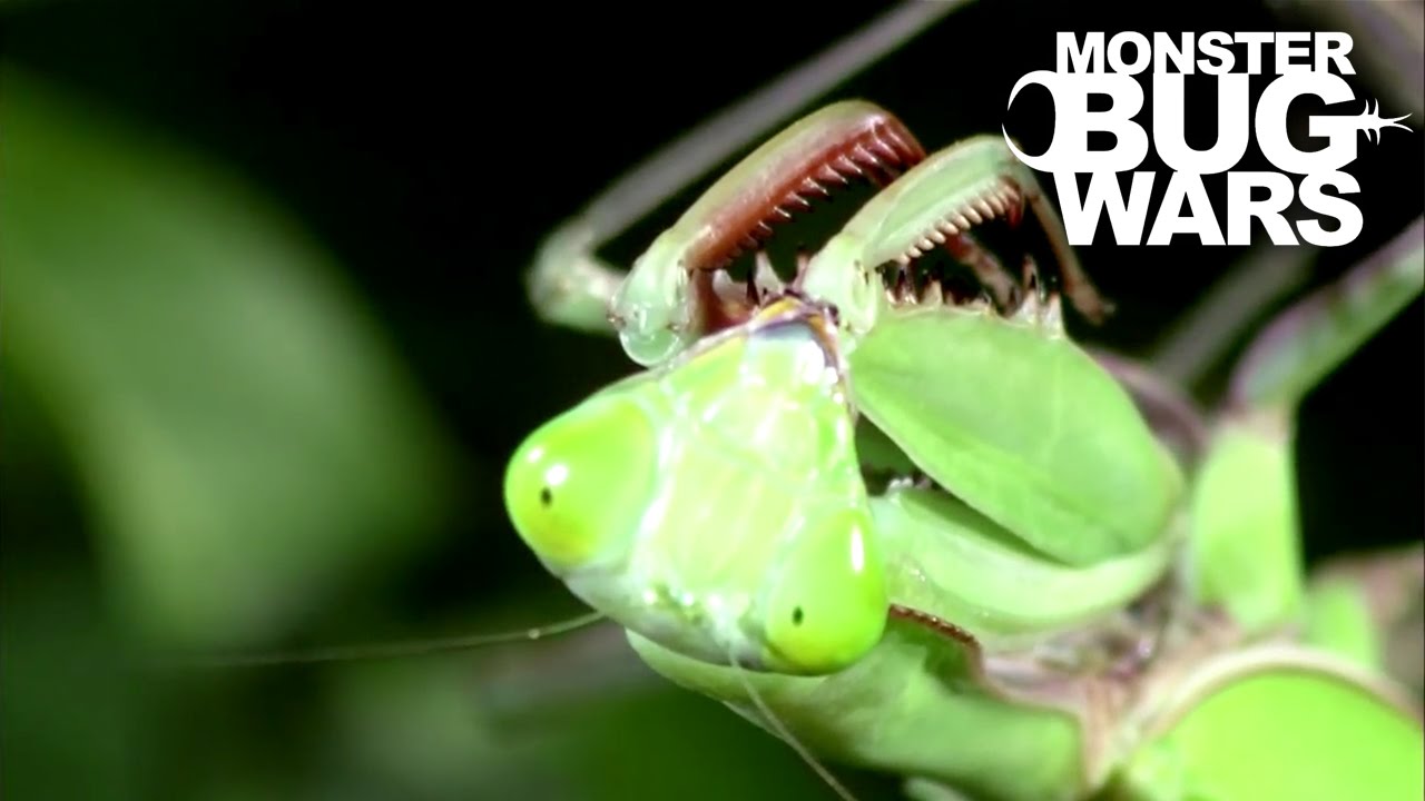 Giant Rainforest Mantis Vs Spiny Leaf Insect | MONSTER BUG WARS