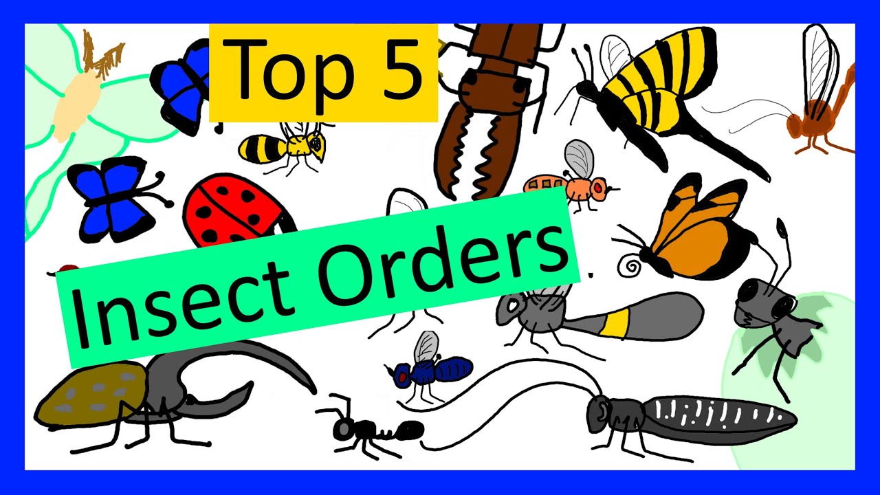 Top 5 Insect Orders and How to Identify Them