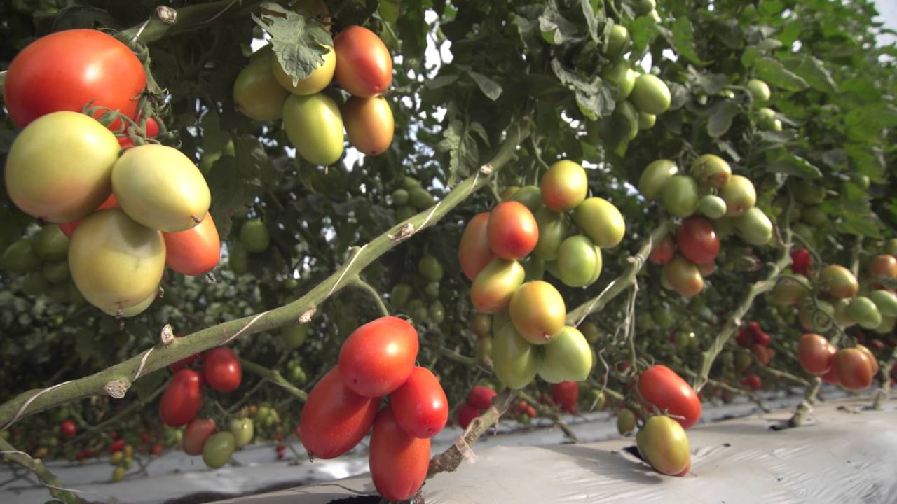 Tomate - S 4638v3 - Ahern