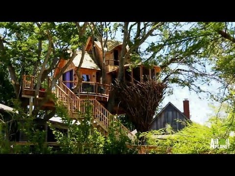 Crazy Tree House – TREES