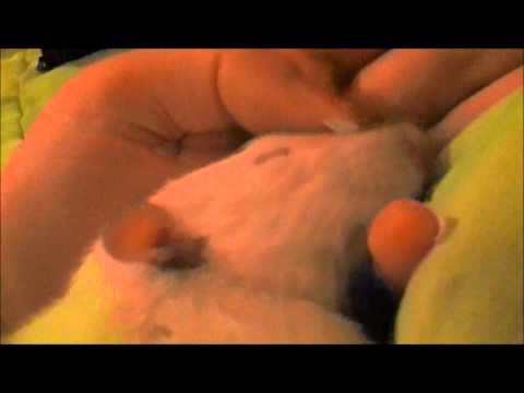 Bruxing, boggling, & gobbling rats!