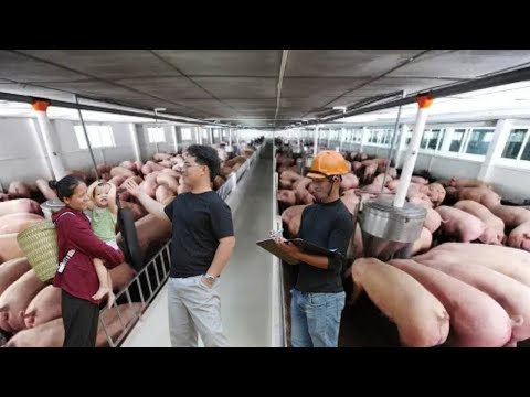 CEO Hung gave Ly Tieu Ca a new herd of pigs when he heard she gave birth to a son.