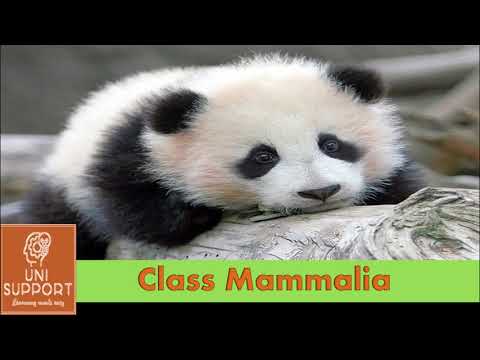 #Mammalia - Characteristics and classification