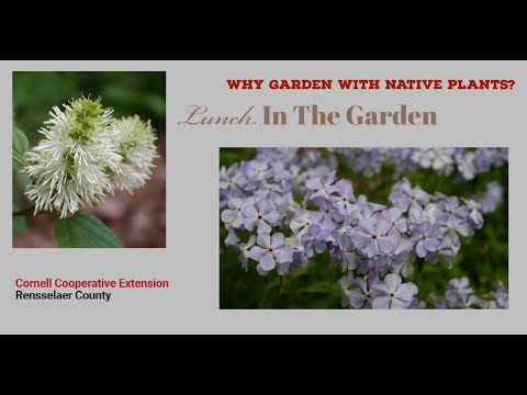 Why Garden with Native Plants? Lunch In The Garden Webinar Series