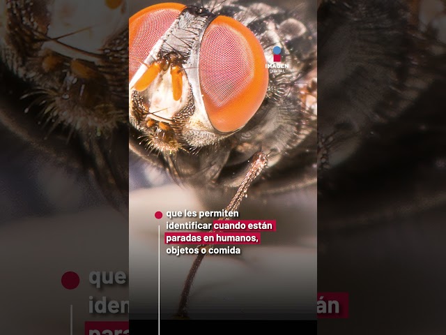 ¿Cómo eliminar las moscas de la casa en temporada de calor sin botellas de agua?