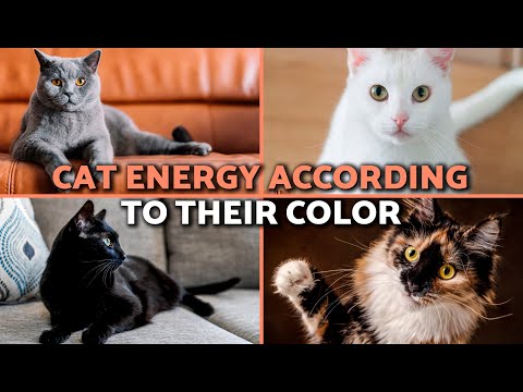 SPIRITUAL MEANING of CAT COAT COLORS the ENERGY They Transmit ๐