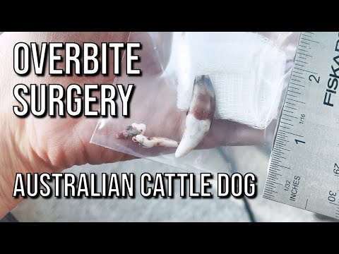 Bindi's Doggy Dentist Update: Surgery 2 | Cattle Dog with an Overbite