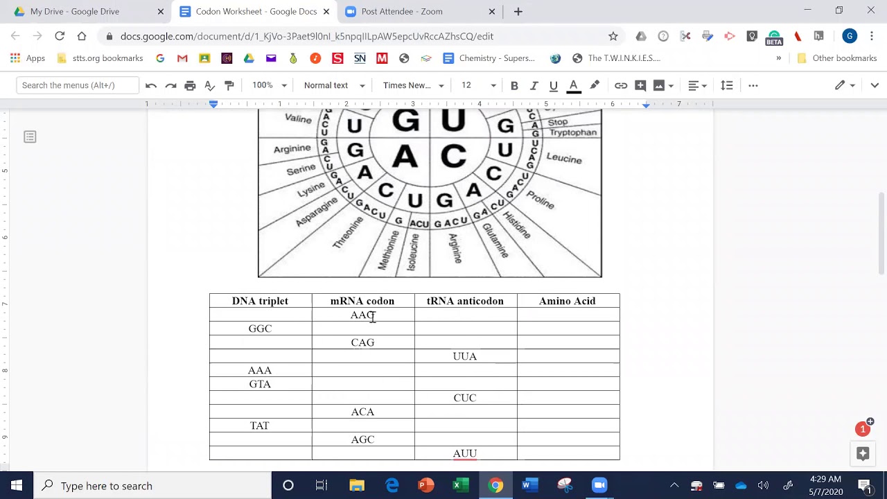 Codon Worksheet Instructions
