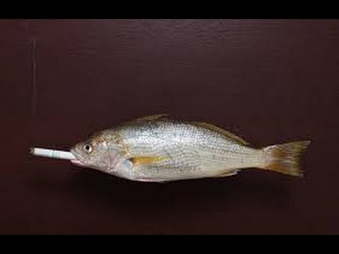 Steam Community :: Video :: Little Yellow Fish in the Deep Blue Sea ...