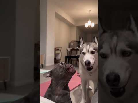 Cracked Out Dogs!!