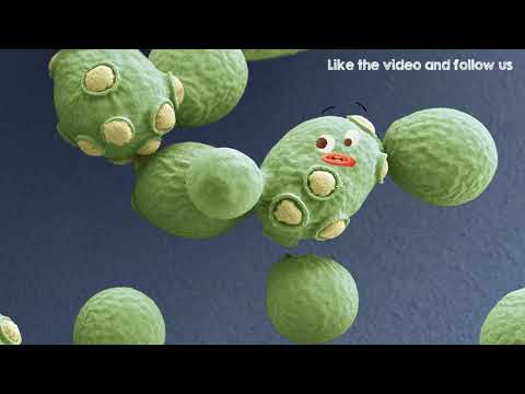 Saccharomyces cerevisiae