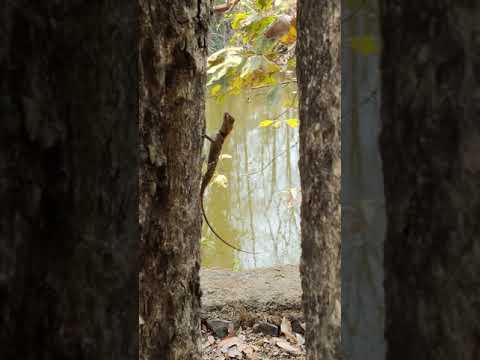 Wildlife At Karnala Bird sanctuary