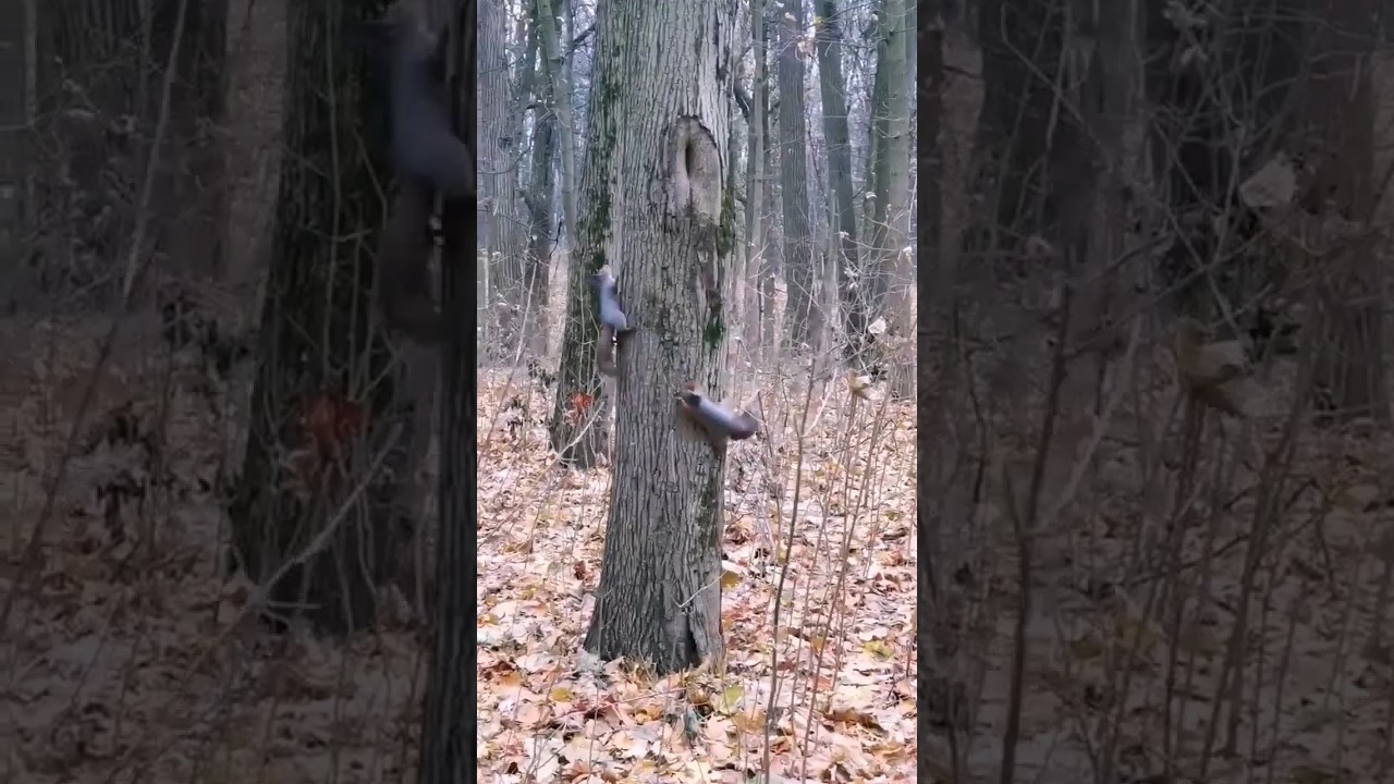 Two squirrels run on the tree