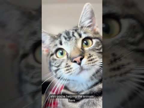 National Volunteer Week 2025 - Sutherland Shire Animal Shelter - Dana's story