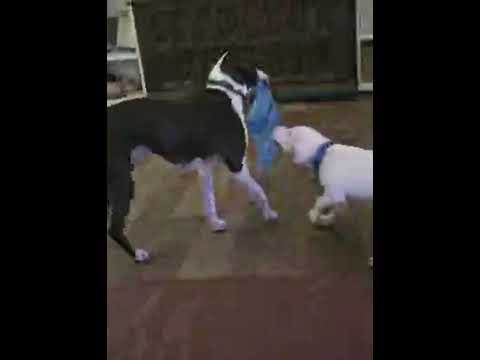 Dog for adoption - Sir Douglas Wigglebottom, an American Staffordshire ...