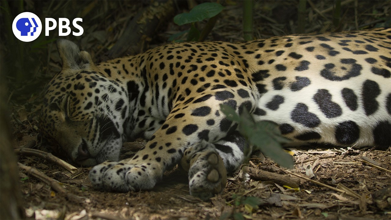 Jaguar Beach | PBS Nature Documentary