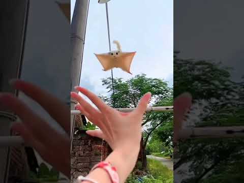 Flying Squirrel || Amazing Cute Little Flying Squirrel.